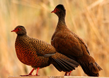 鹑族 Perdicini 蓝色动物学（中国动物学科普）